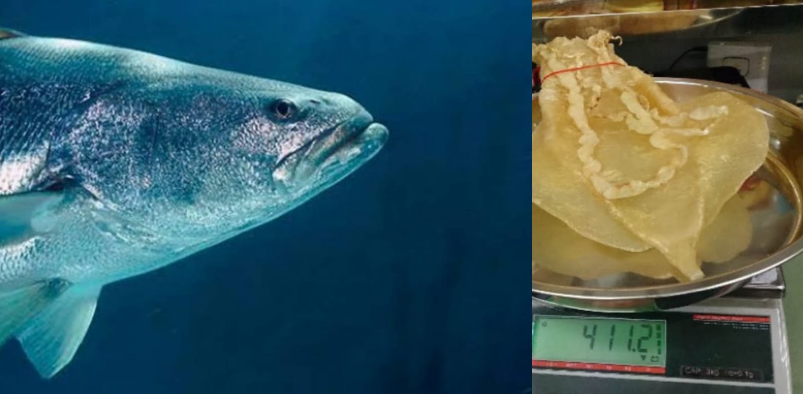 Comercio ilícito de buches de totoaba en redes sociales chinas pone en ...