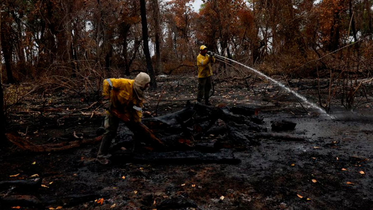 Incendios arrasan el Pantanal: miles de animales mueren sin escapatoria ...