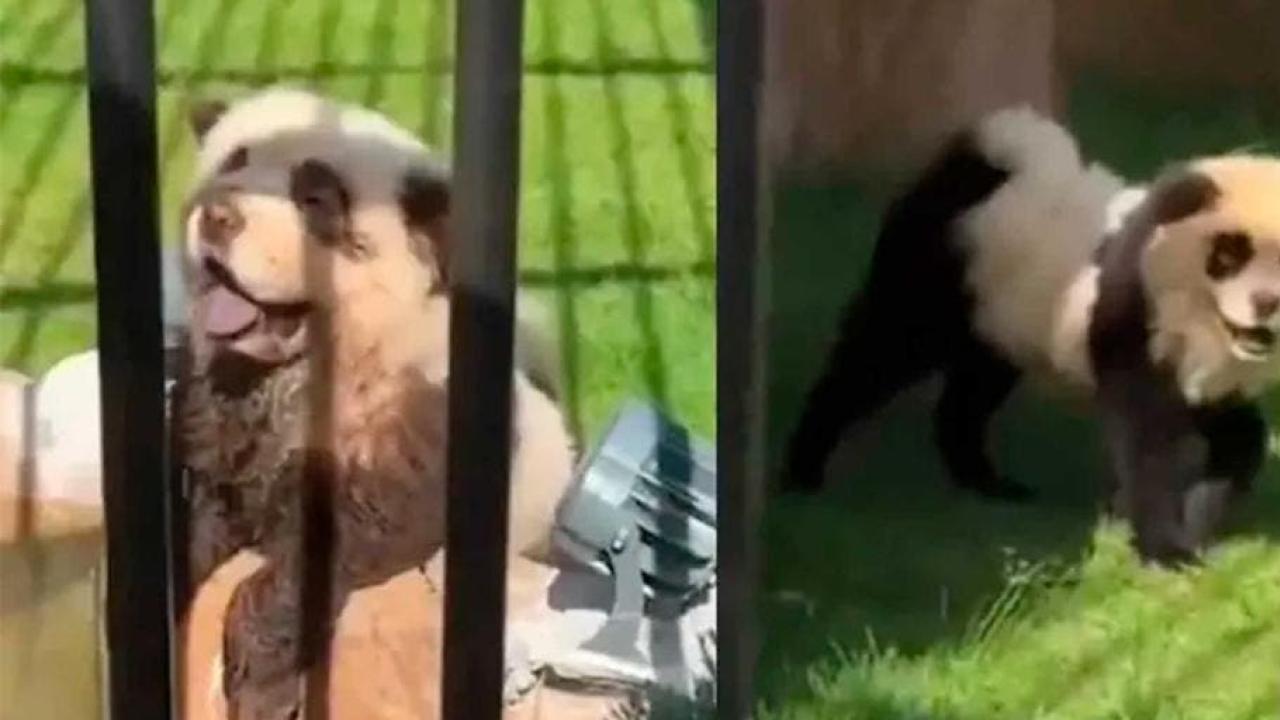 Zoológico se disculpa tras confundir a perros pintados con pandas ...