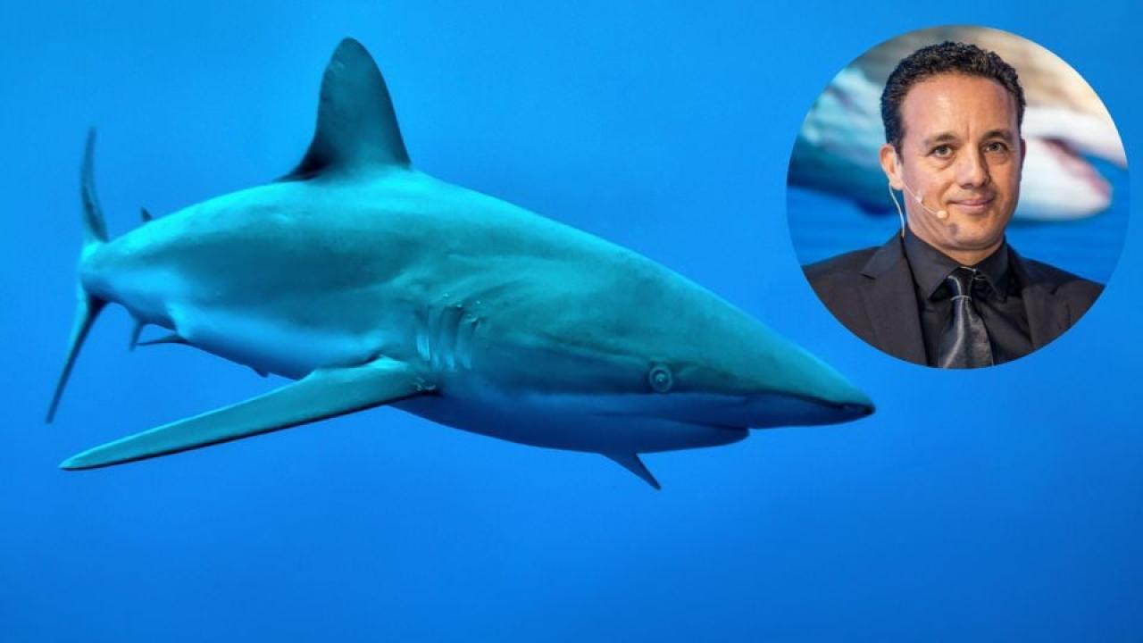 Biólogo mexicano es mordido por tiburón mientras buceaba en Isla del ...