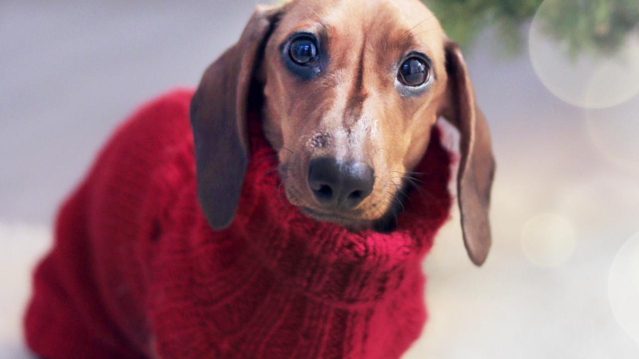 Consejos para proteger a tu perro durante el frío y mantenerlo ...